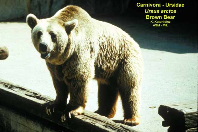 Brown Bear | American Society of Mammalogists