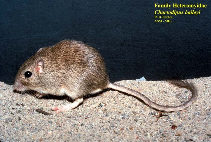 Baileys Pocket Mouse American Society Of Mammalogists
