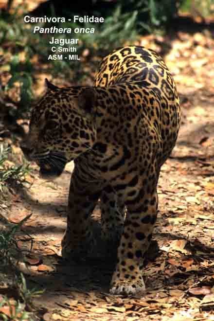 Jaguar | American Society of Mammalogists