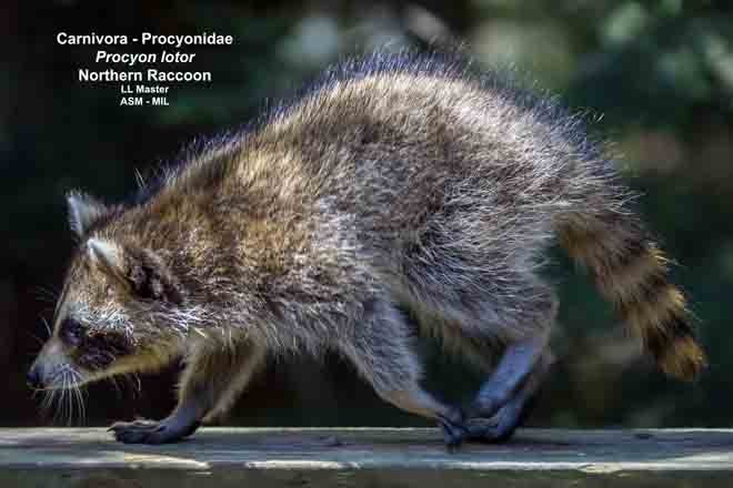 Northern Raccoon | American Society of Mammalogists