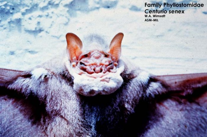 Centurio senex (Lattice-winged bat) (Wrinkle-faced bat)