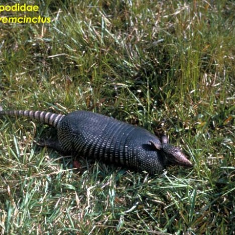 Nine-banded Armadillo | American Society of Mammalogists