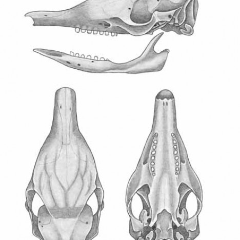 Nine-banded Armadillo | American Society of Mammalogists
