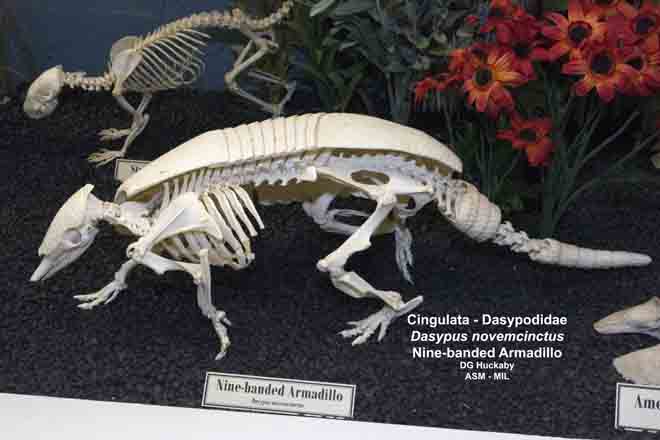 Armadillo Skeleton