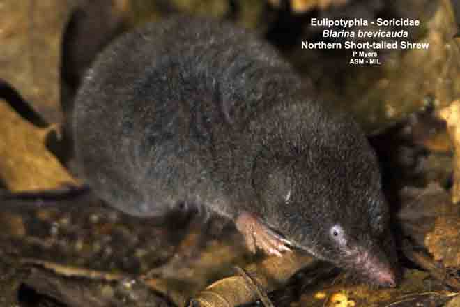 Northern Short-tailed Shrew | American Society of Mammalogists
