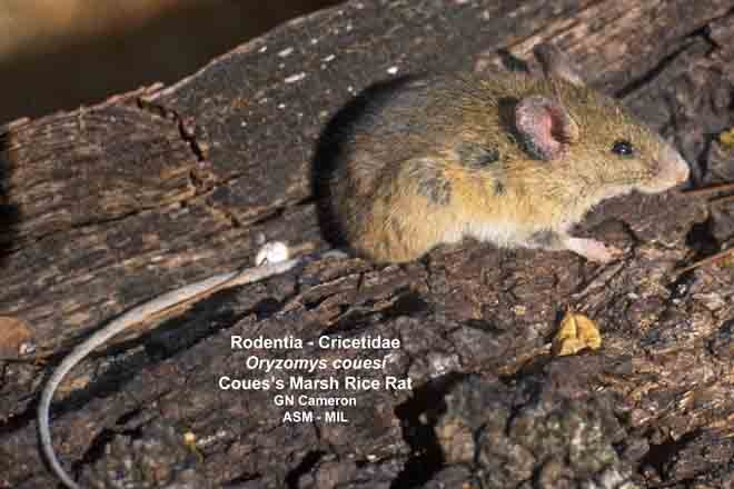 Coues' Marsh Rice Rat | American Society of Mammalogists