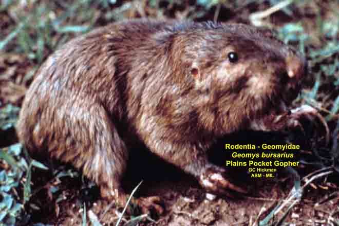 Plains Pocket Gopher | American Society of Mammalogists