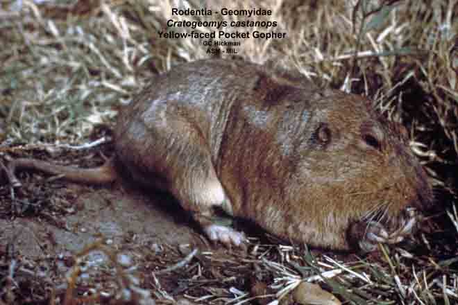 Yellow-faced Pocket Gopher | American Society of Mammalogists