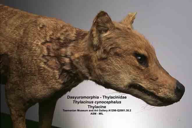 Thylacinus cynocephalus - #3221 | American Society of Mammalogists