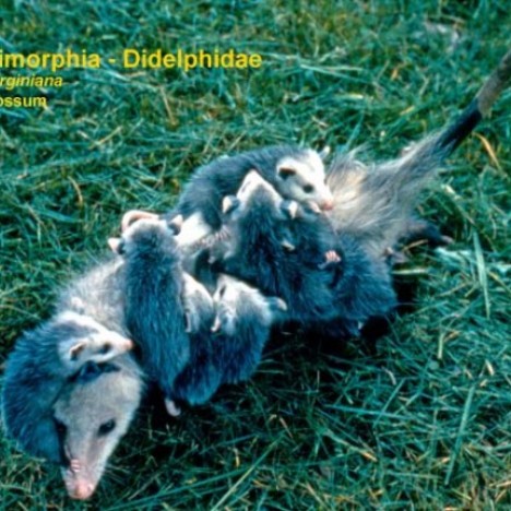 Virginia Opossum | American Society of Mammalogists