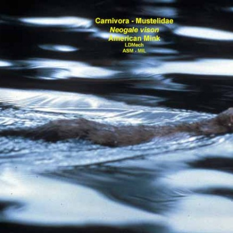 American Mink | American Society of Mammalogists