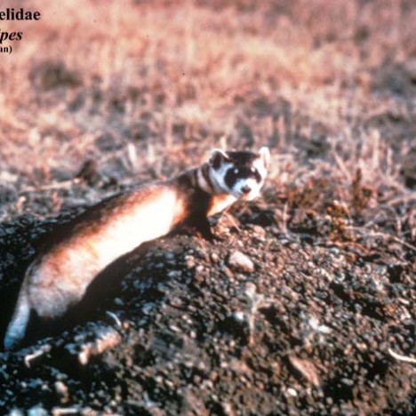 Black-footed Ferret | American Society of Mammalogists