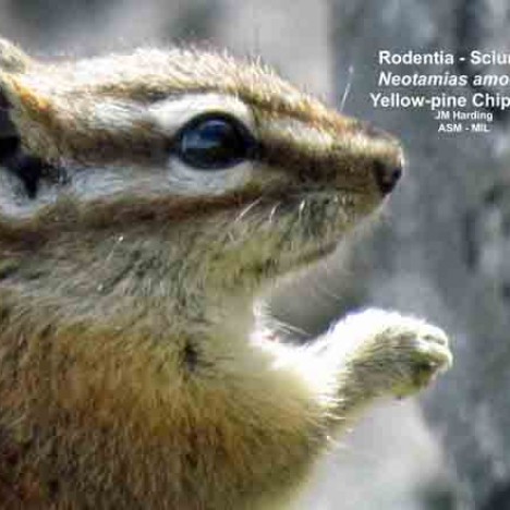 Yellow-pine Chipmunk | American Society of Mammalogists