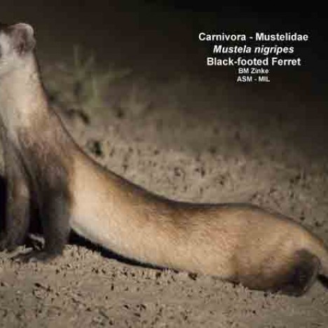Black-footed Ferret | American Society of Mammalogists
