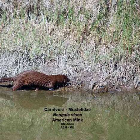 American Mink | American Society of Mammalogists