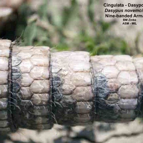 Nine-banded Armadillo | American Society of Mammalogists