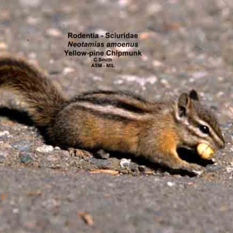 Yellow-pine Chipmunk | American Society of Mammalogists