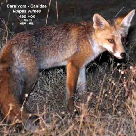Red Fox | American Society of Mammalogists