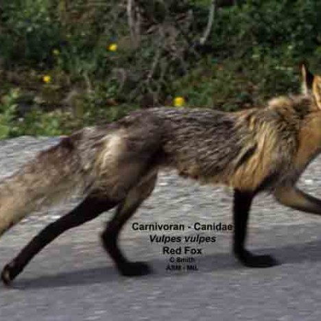 Red Fox | American Society of Mammalogists