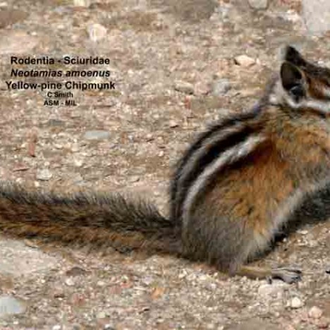 Yellow-pine Chipmunk | American Society of Mammalogists