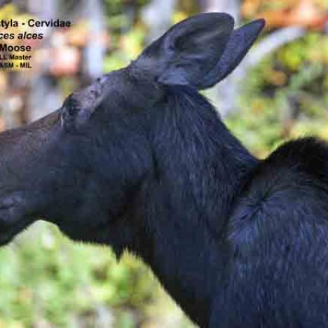 Moose | American Society of Mammalogists
