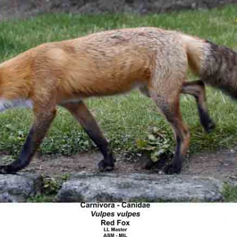 Red Fox | American Society of Mammalogists