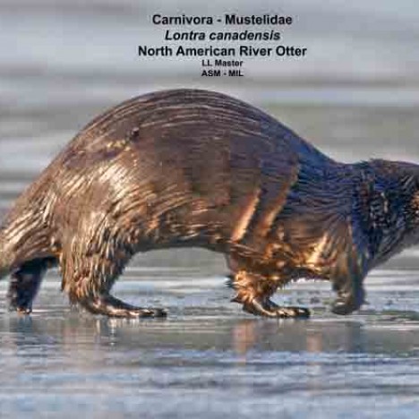 Northern River Otter | American Society of Mammalogists
