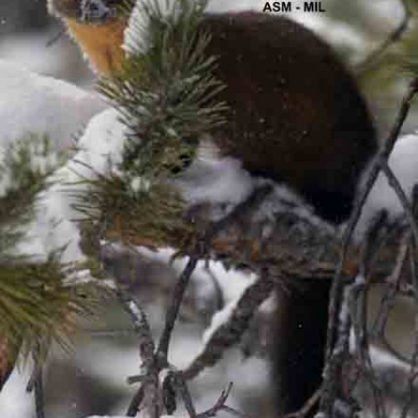 Pacific Marten | American Society of Mammalogists