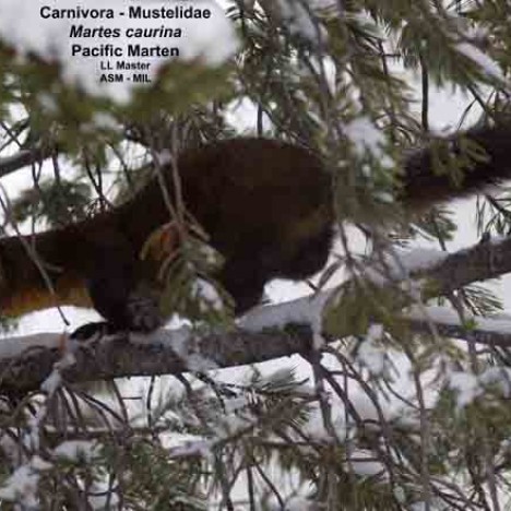 Pacific Marten | American Society of Mammalogists