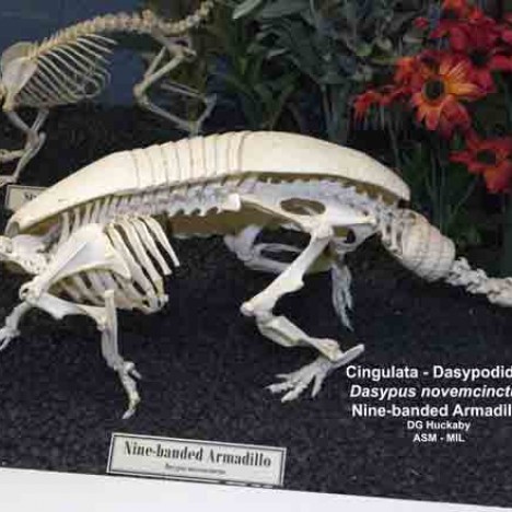 Nine-banded Armadillo | American Society of Mammalogists