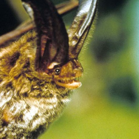 Rafinesque's Big-eared Bat | American Society of Mammalogists