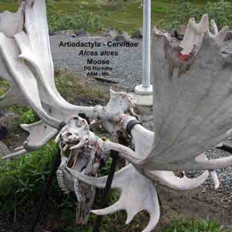 Moose | American Society of Mammalogists