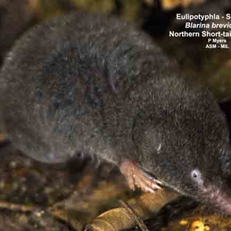 Northern Short-tailed Shrew | American Society of Mammalogists