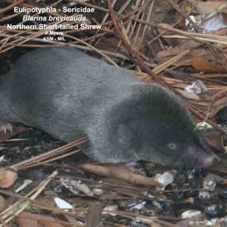 Northern Short-tailed Shrew | American Society of Mammalogists