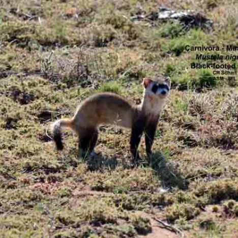 Black-footed Ferret | American Society of Mammalogists