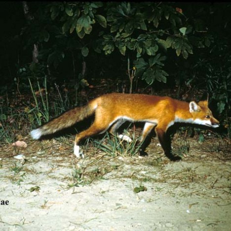 Red Fox | American Society of Mammalogists