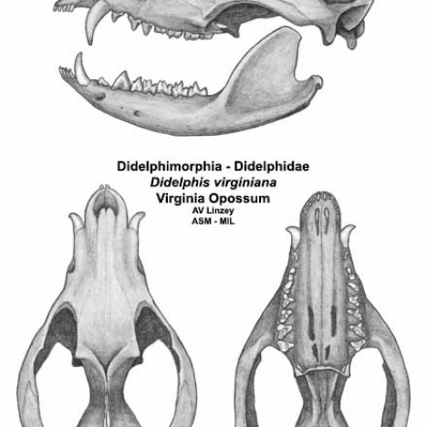 Virginia Opossum | American Society of Mammalogists