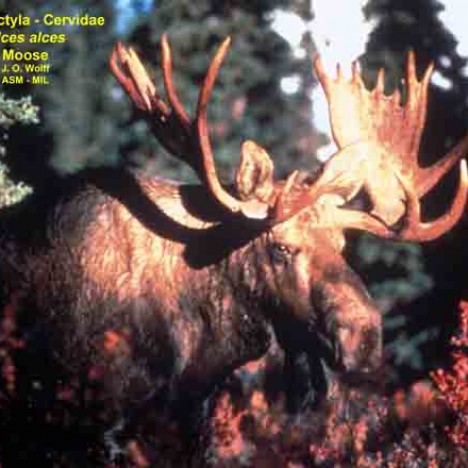 Moose | American Society of Mammalogists