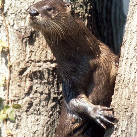 Northern River Otter | American Society of Mammalogists