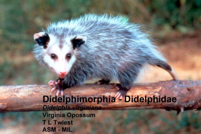 Virginia Opossum | American Society of Mammalogists