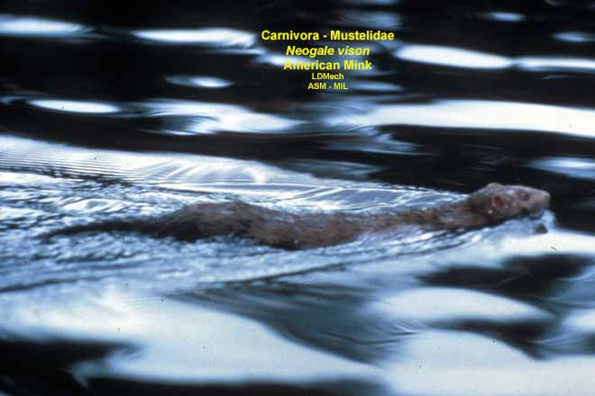 American Mink | American Society of Mammalogists