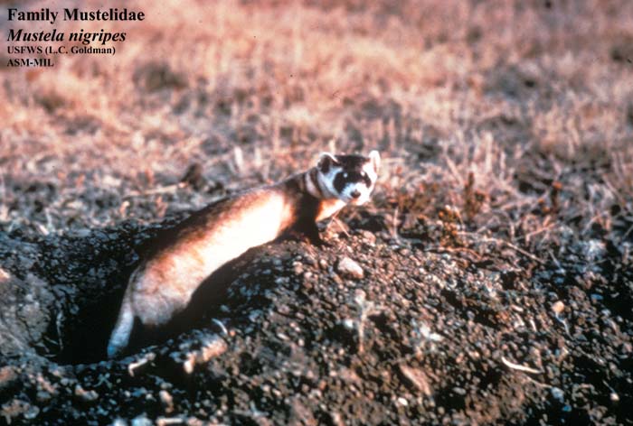 Black-footed Ferret | American Society of Mammalogists