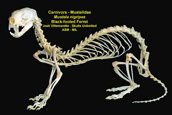 Black-footed Ferret | American Society of Mammalogists