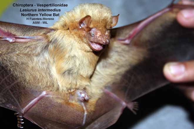 Northern Yellow Bat | American Society of Mammalogists