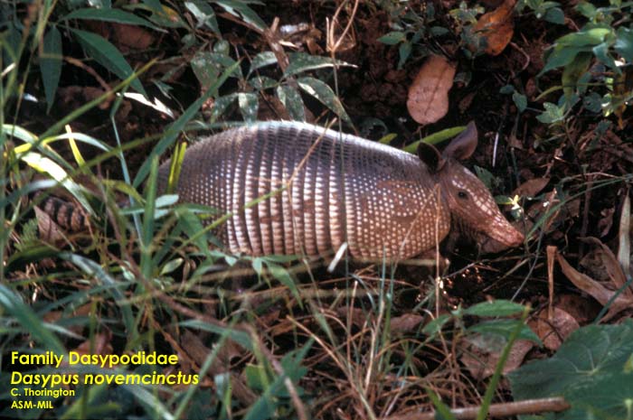 Nine-banded Armadillo | American Society of Mammalogists