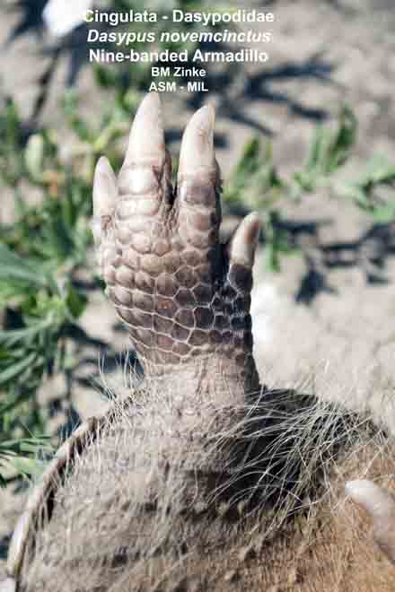 Nine-banded Armadillo | American Society of Mammalogists
