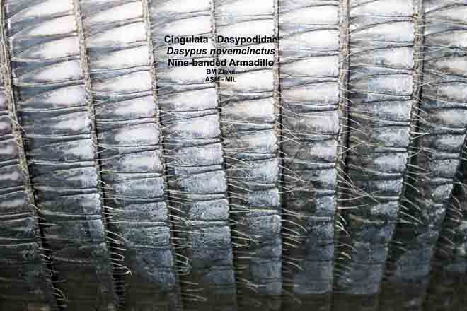 Nine-banded Armadillo | American Society of Mammalogists