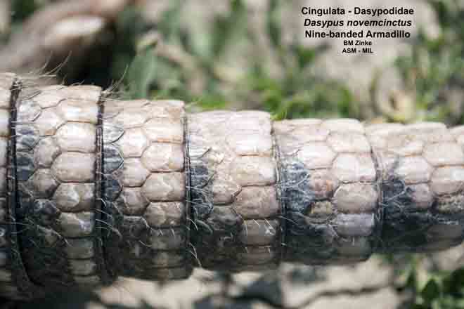 Nine-banded Armadillo | American Society of Mammalogists