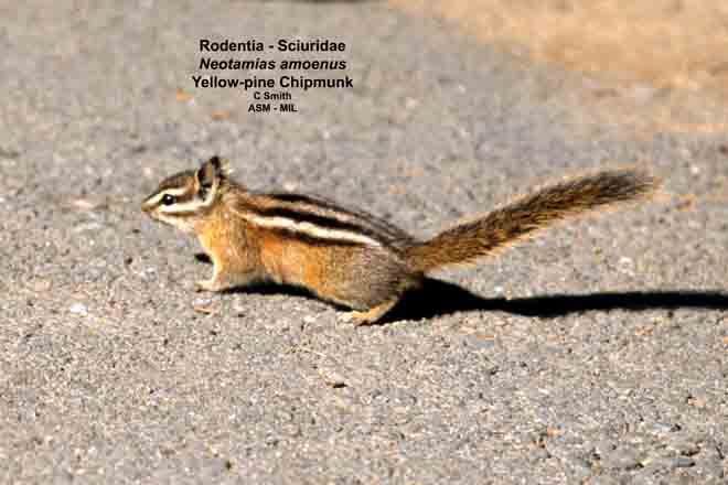 Yellow-pine Chipmunk | American Society of Mammalogists