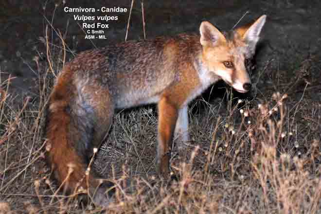 Red Fox | American Society of Mammalogists